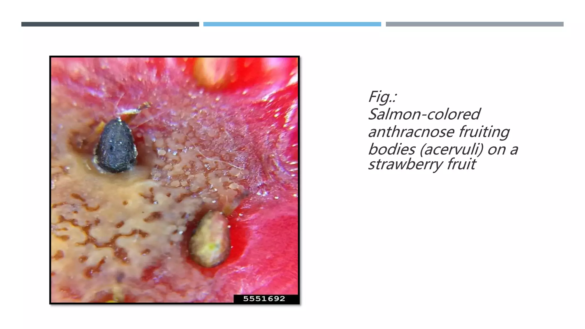 Diseases of field and horticultural crops | PPTX