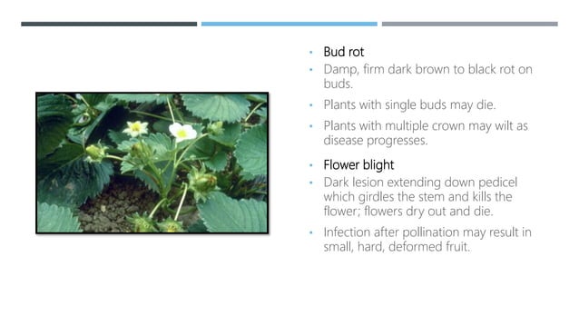 Diseases of field and horticultural crops | PPTX