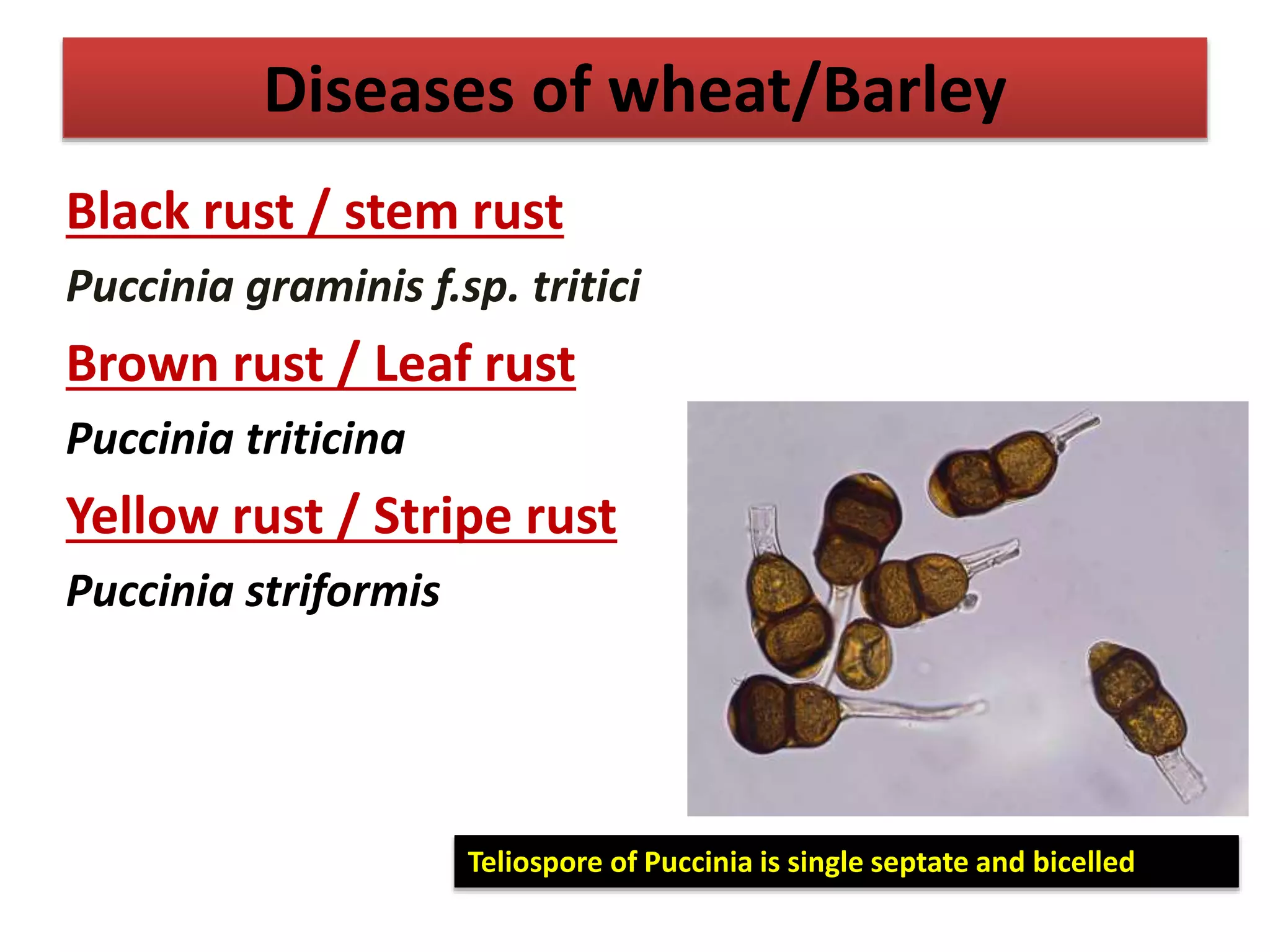 Diseases of field crops and etiology | PPTX