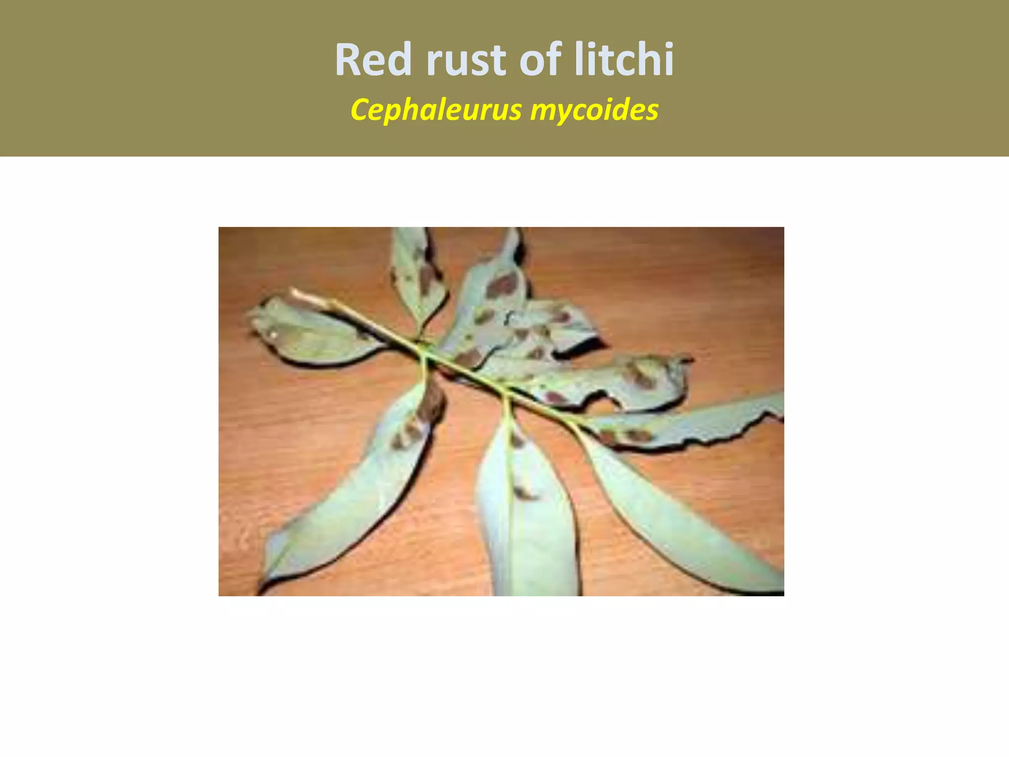 Diseases of field crops and etiology | PPTX