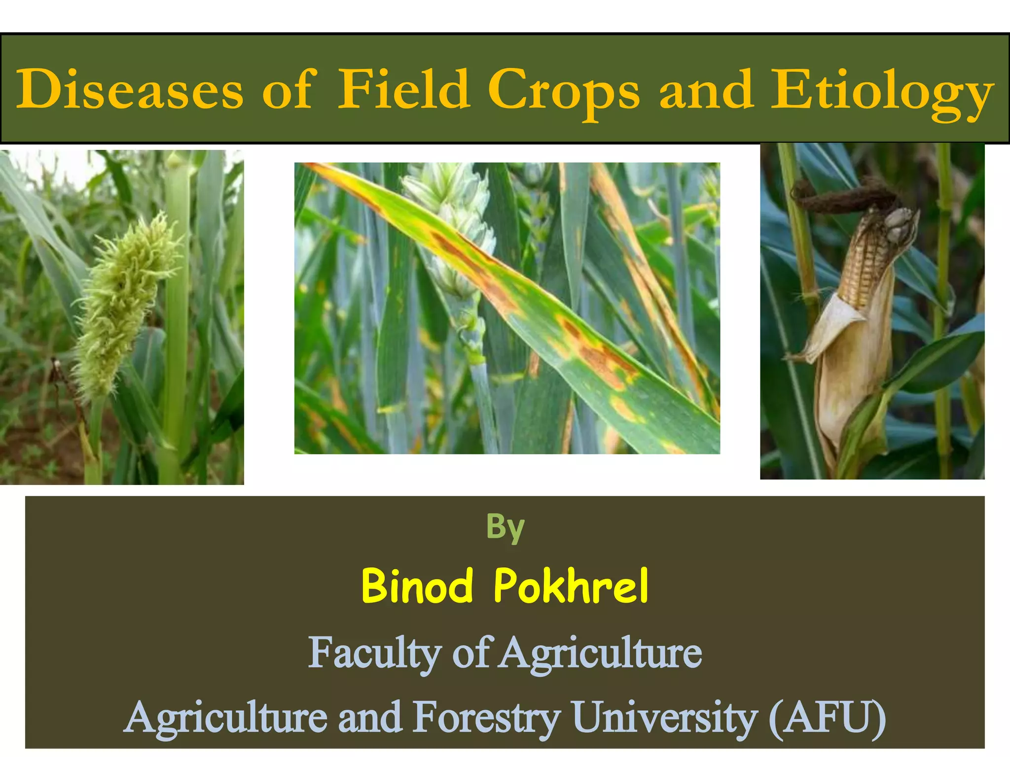 Diseases of field crops and etiology | PPT