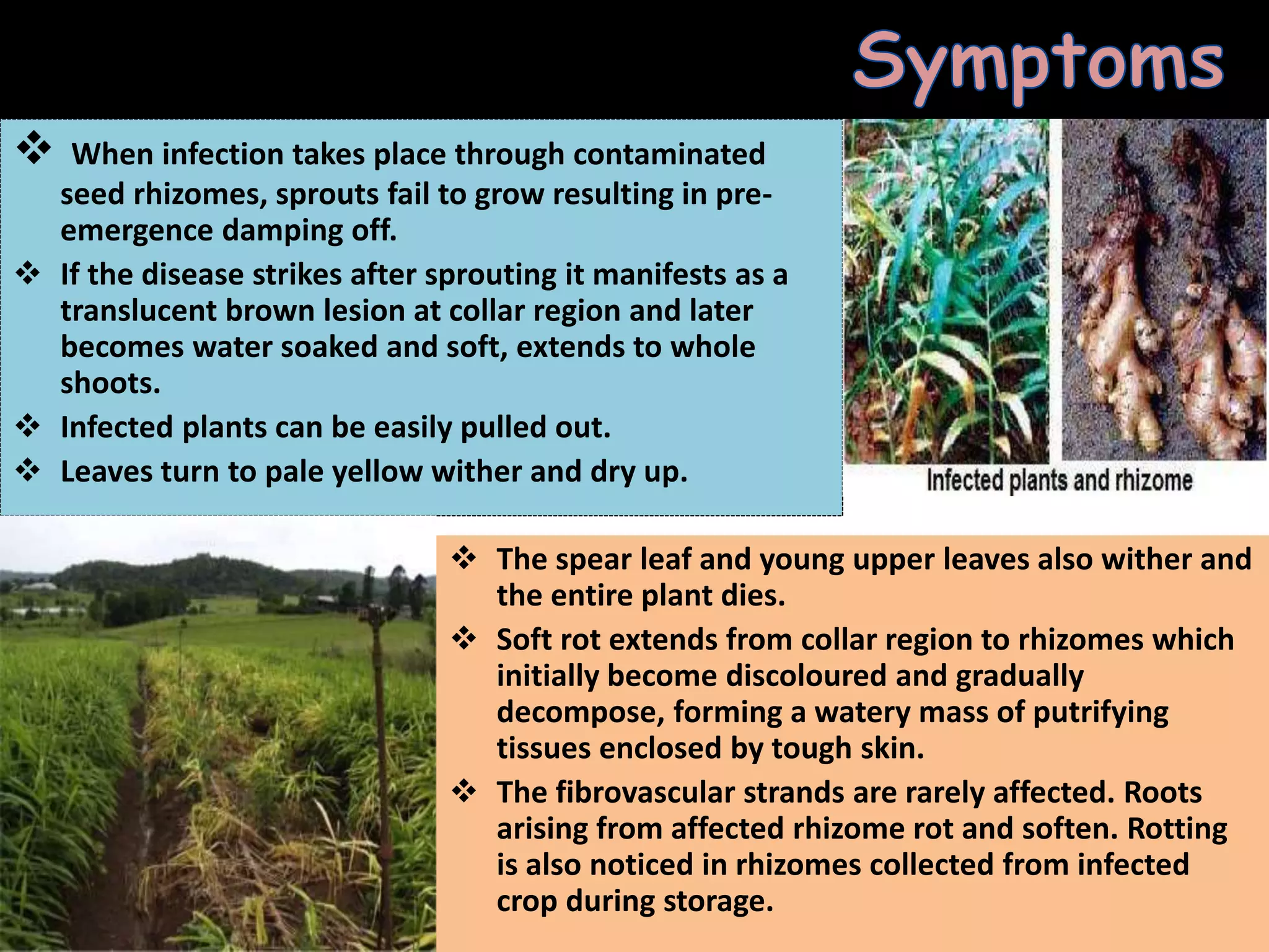 Ginger soft rot | PPTX