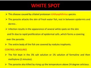 Diseases of fish | PPT