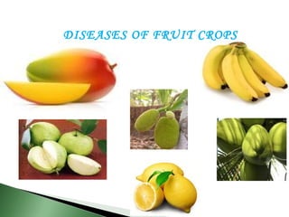 Diseases of fruit crops | PPT