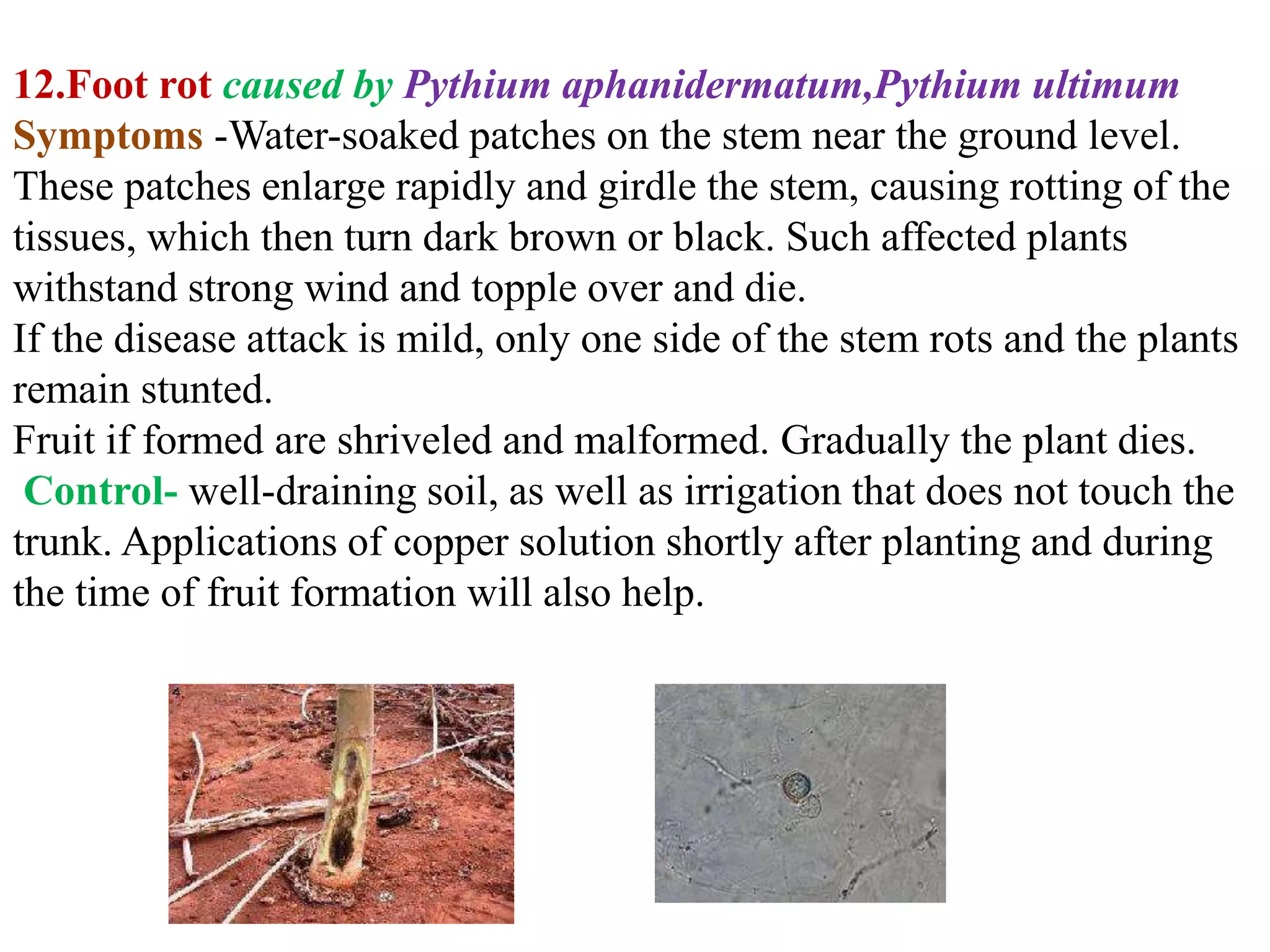 Fungal diseases of fruit crops- papaya | PPTX