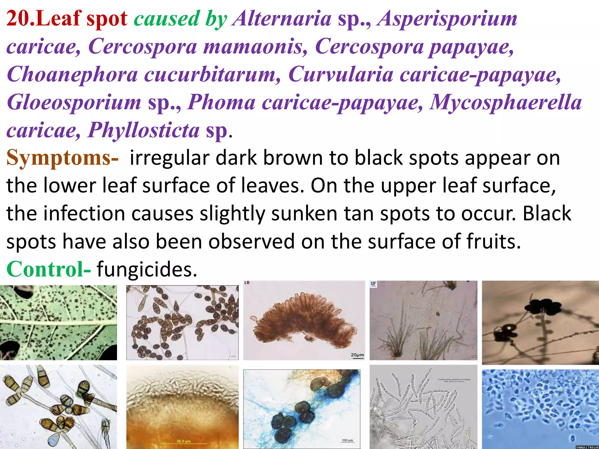 Fungal diseases of fruit crops- papaya | PPTX