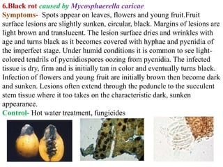 Fungal diseases of fruit crops- papaya | PPTX