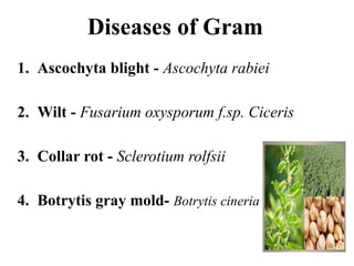 Diseases of Gram.pptx