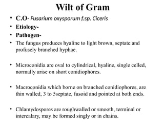 Diseases of Gram.pptx
