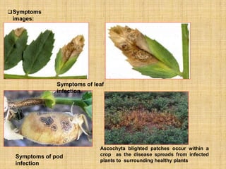 Diseases of Gram | PPTX
