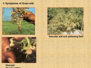 Diseases of Gram | PPTX