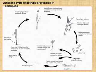 Diseases of Gram | PPTX