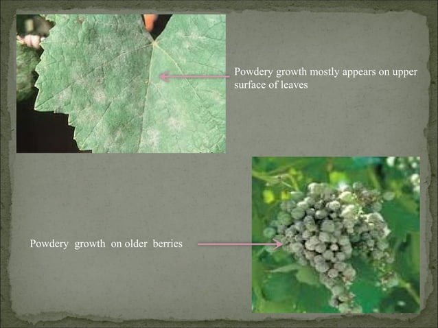 Diseases of grapes | PPT