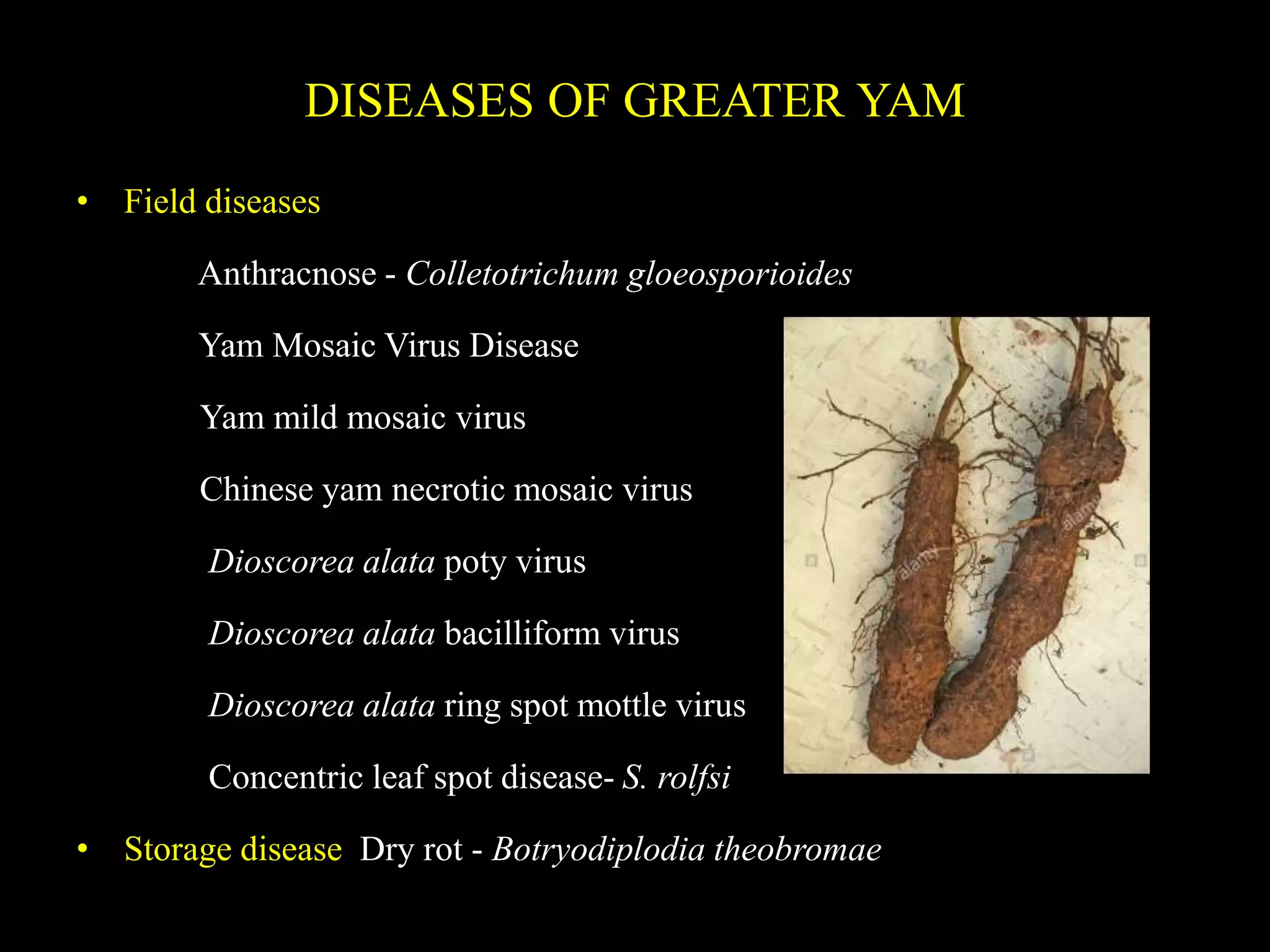Diseases of greater yam | PPTX