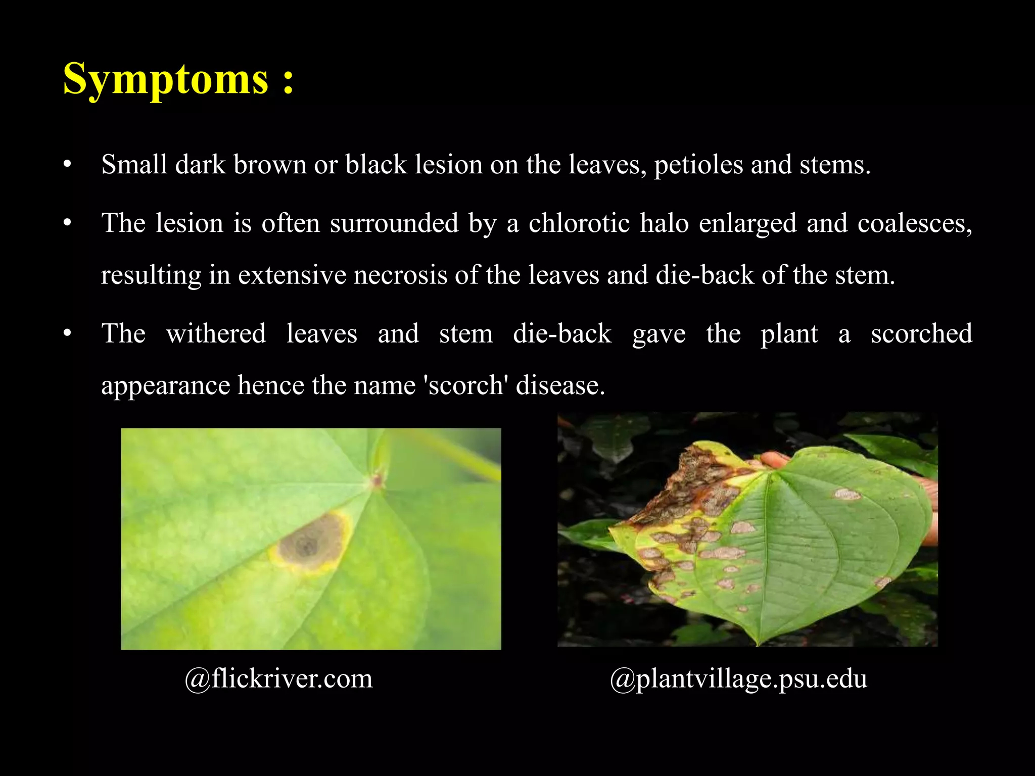 Diseases of greater yam | PPTX