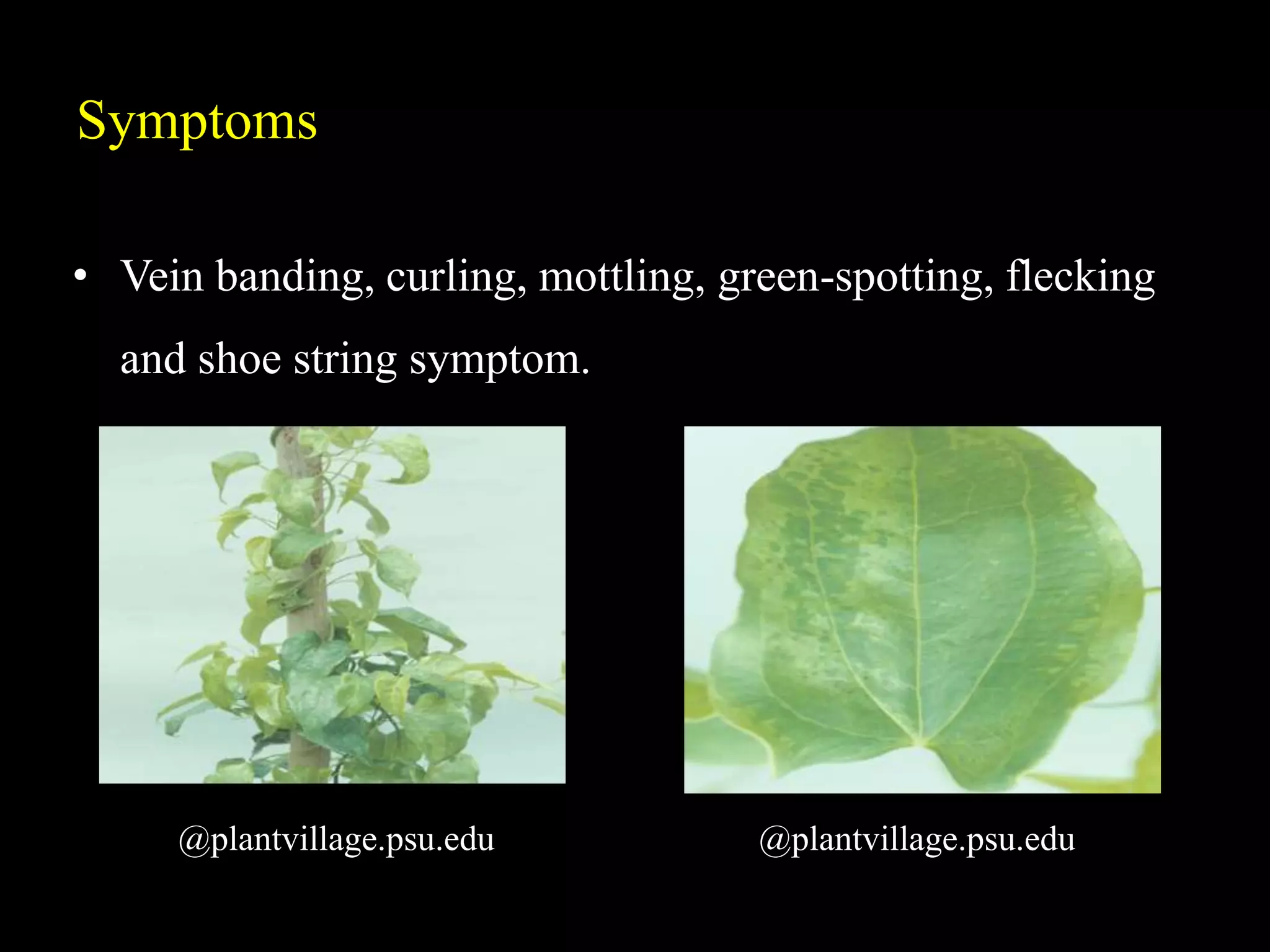 Diseases of greater yam | PPTX