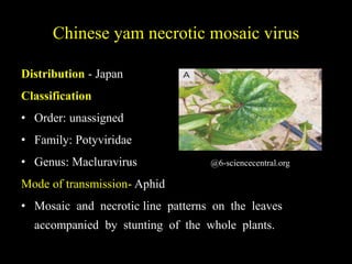 Diseases of greater yam | PPTX