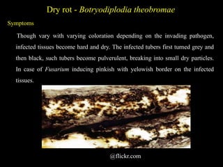 Diseases of greater yam | PPTX