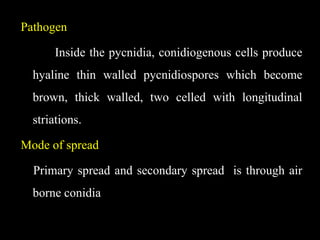 Diseases of greater yam | PPTX