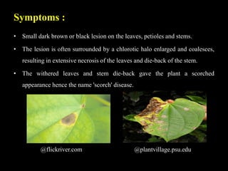 Diseases of greater yam | PPTX