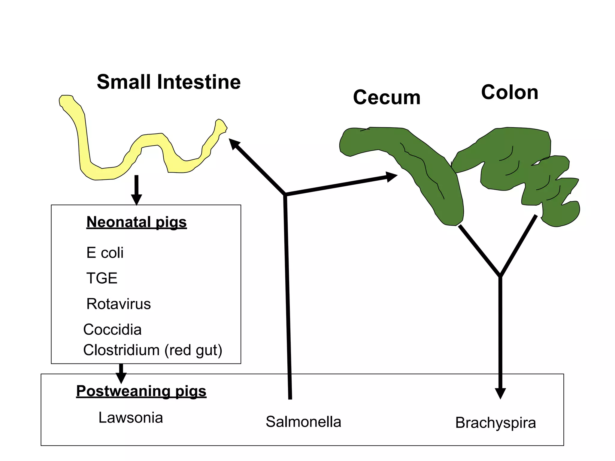 Diseases of growing pigs | KEY