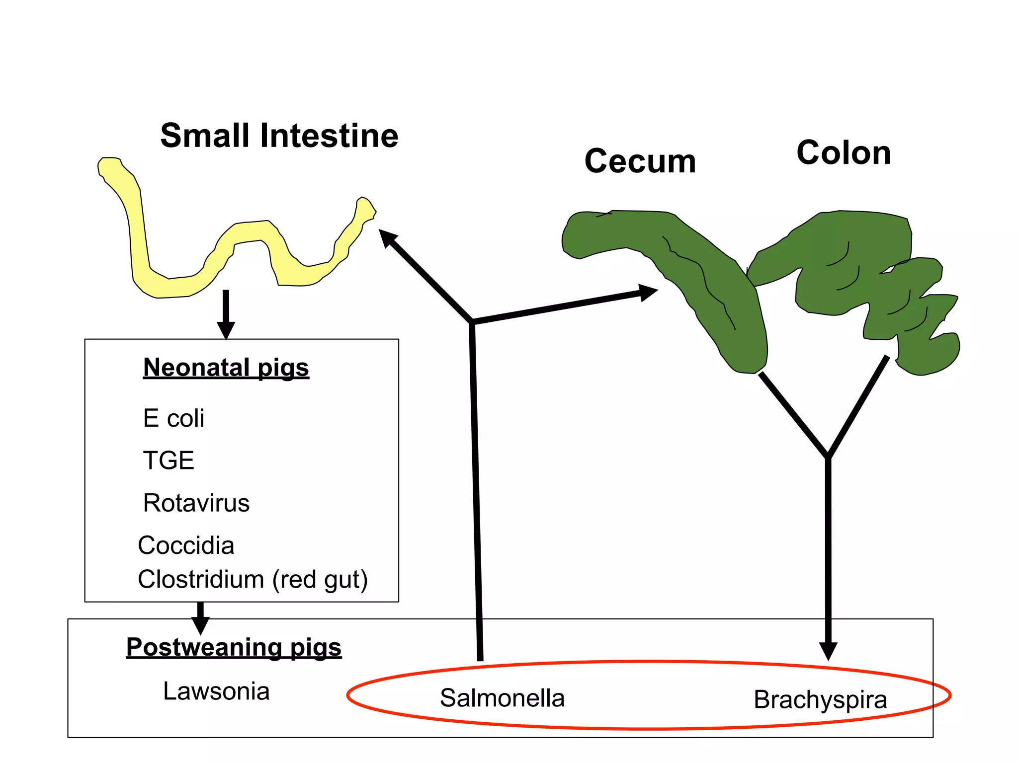 Diseases of growing pigs | KEY