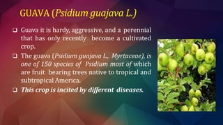 Diseases of guavaa | PPTX