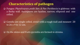 Diseases of guavaa | PPTX