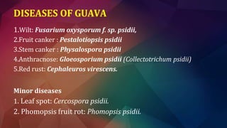 Diseases of guavaa | PPTX