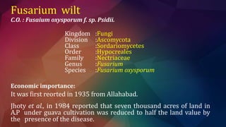Diseases of guavaa | PPTX