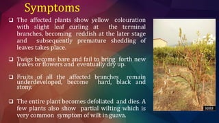 Diseases of guavaa | PPTX