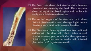 Diseases of guavaa | PPTX