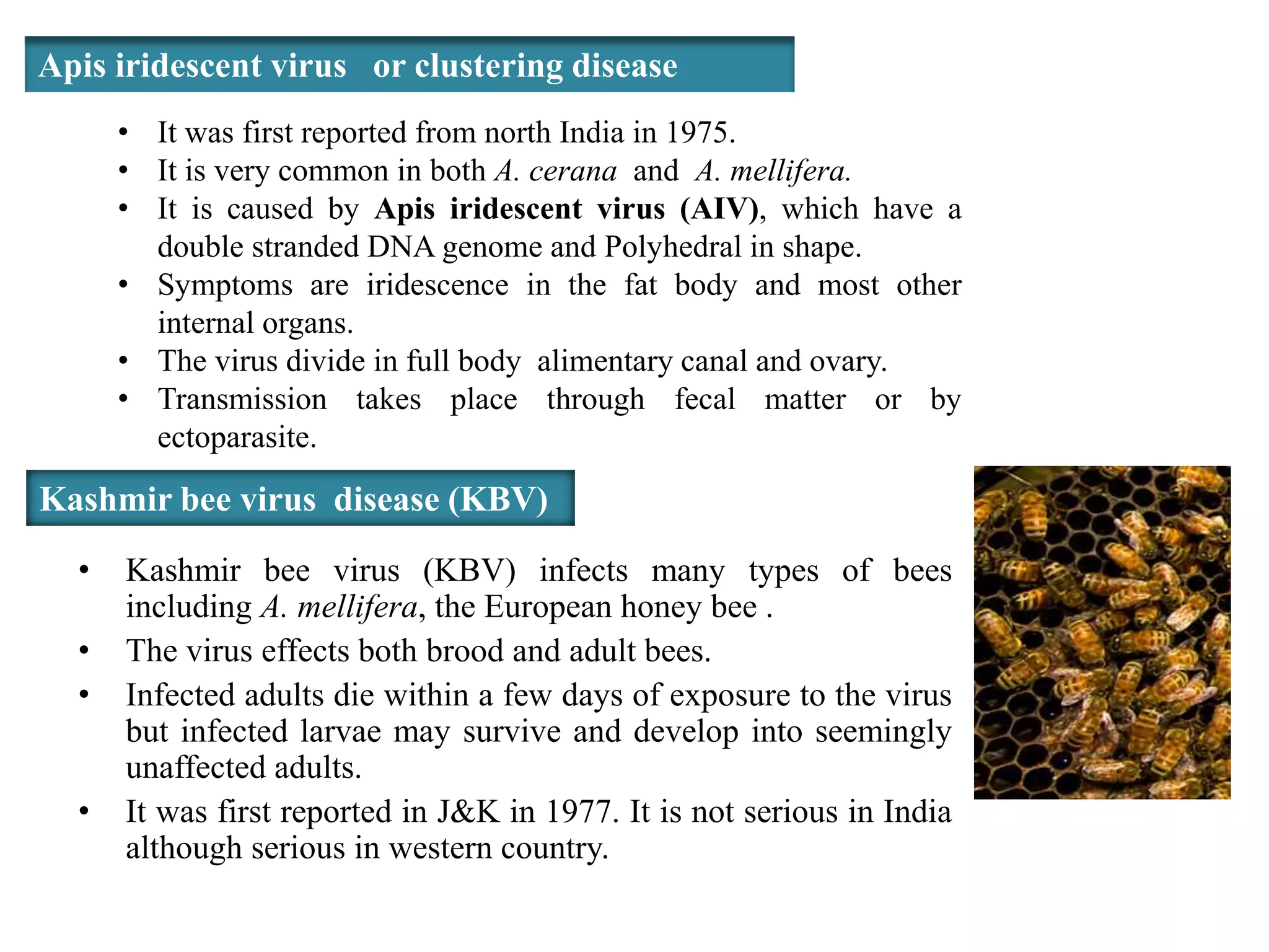 Diseases of Honey bee.pptx
