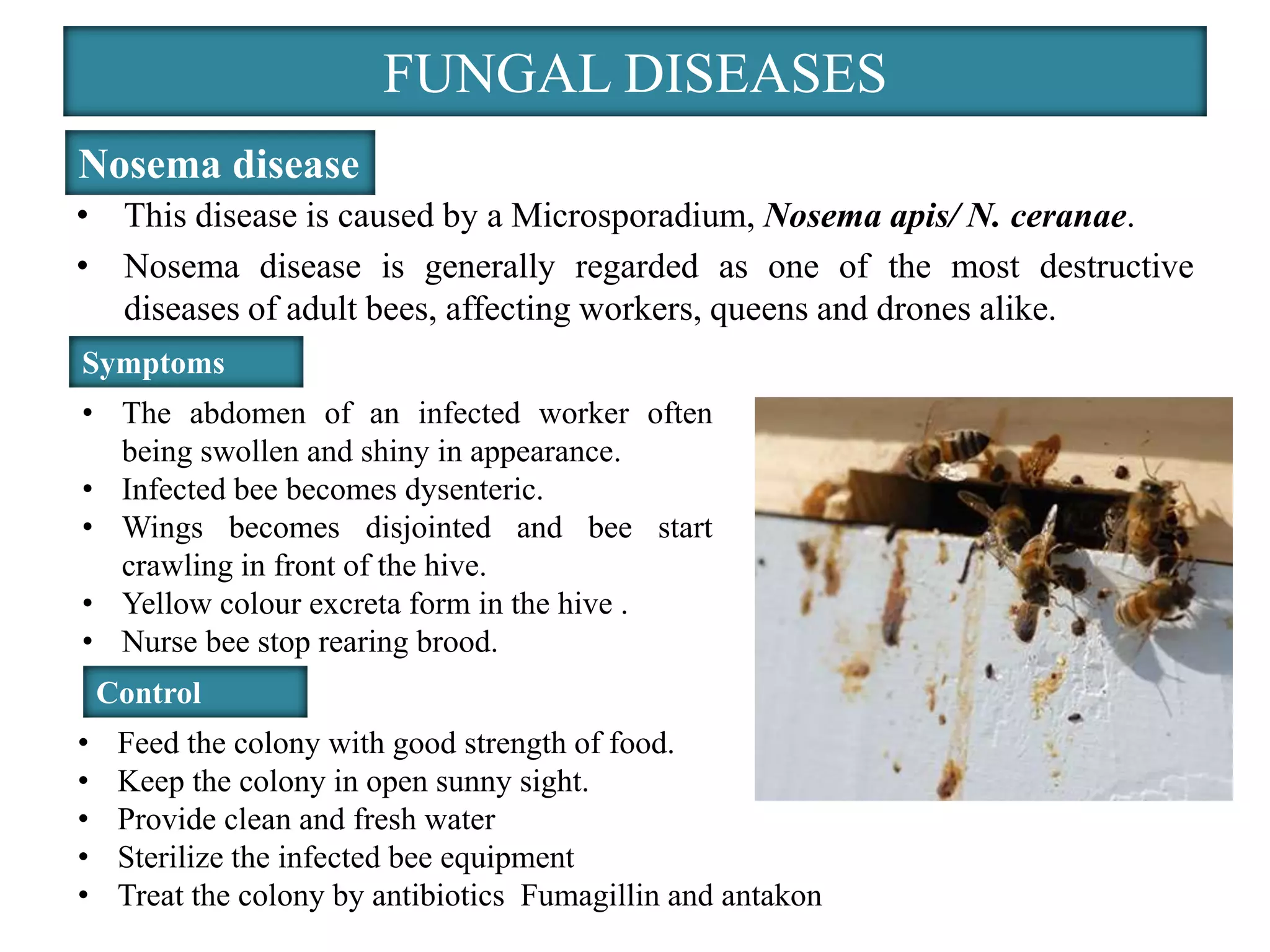 Diseases of Honey bee.pptx