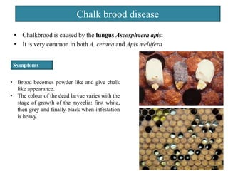 Diseases of Honey bee.pptx