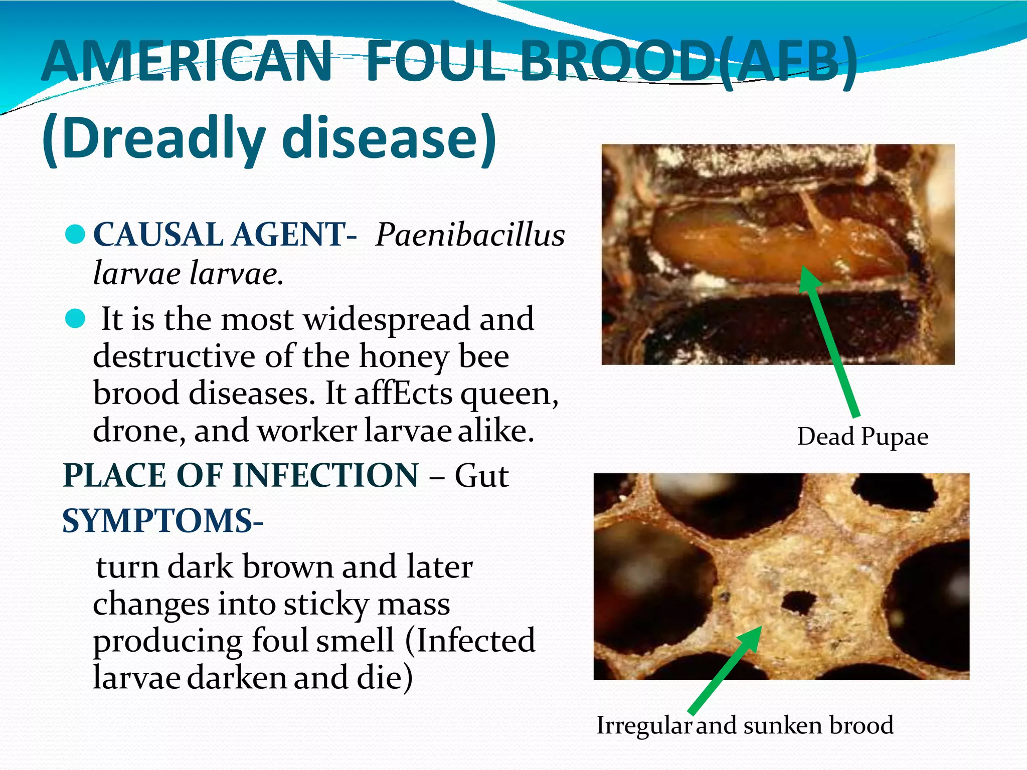 diseases of honey bees.pptx