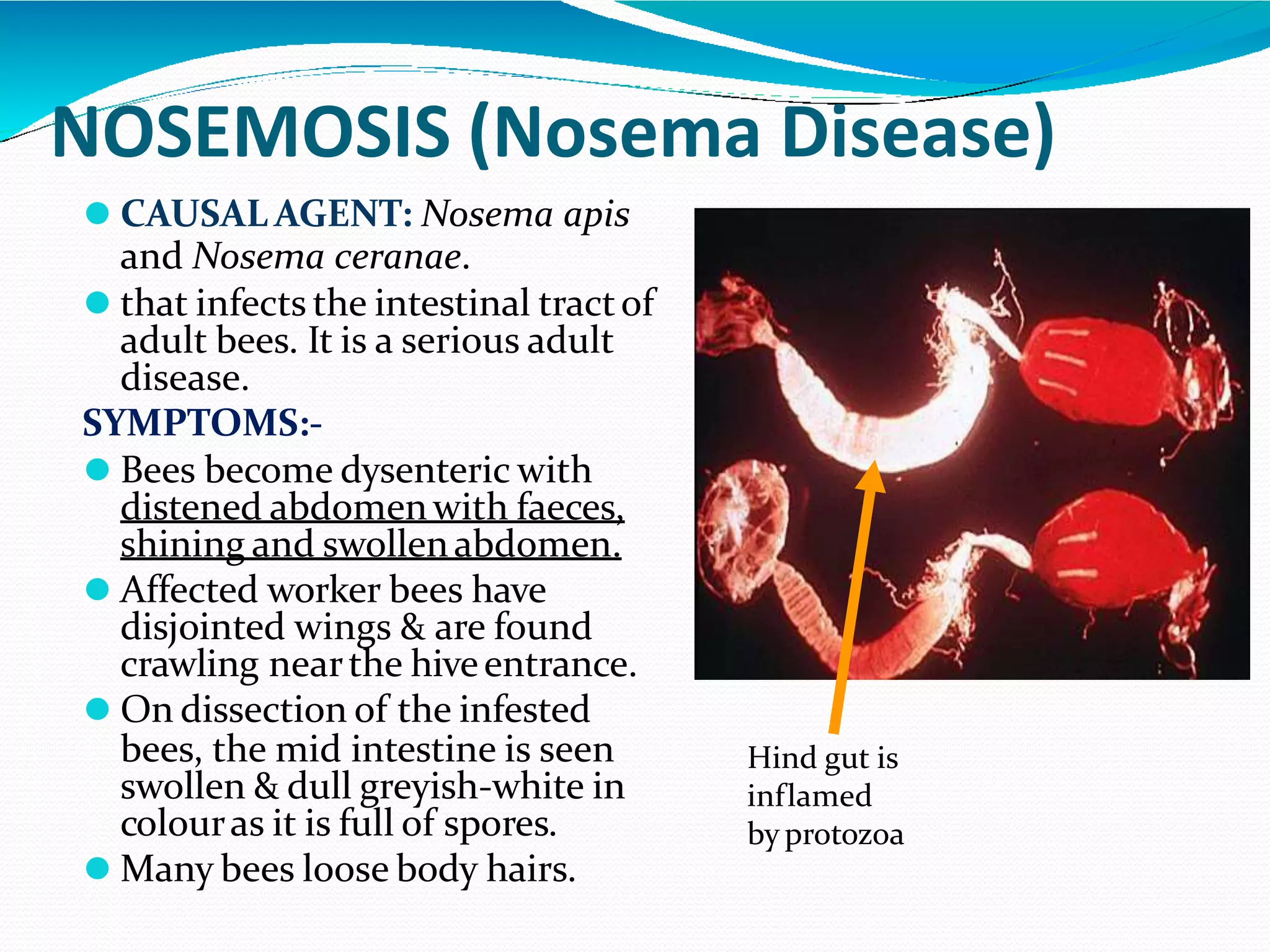 diseases of honey bees.pptx