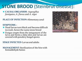 diseases of honey bees.pptx