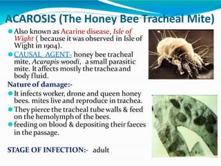 diseases of honey bees.pptx