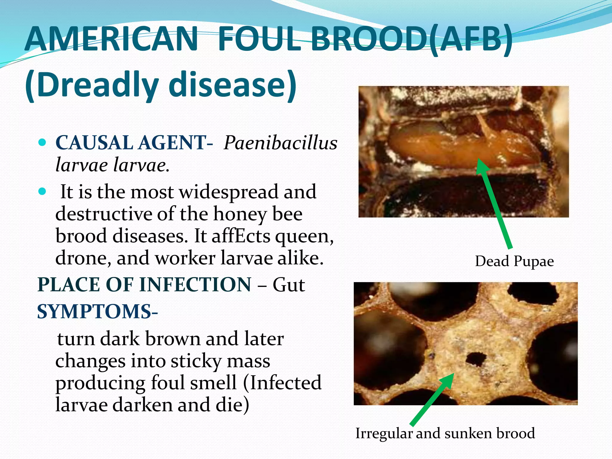 Diseases of honey bees ppt | PPTX