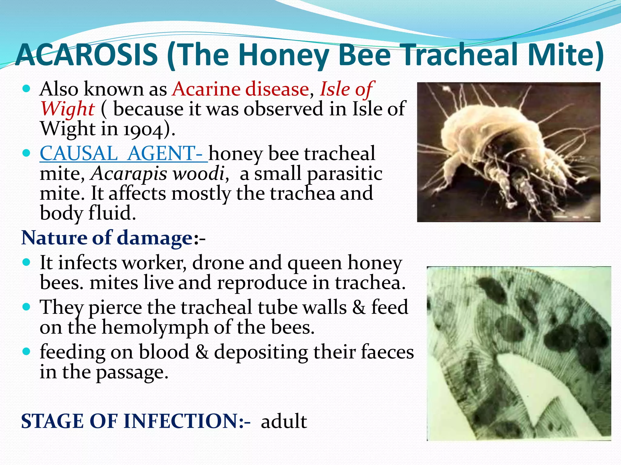 Diseases of honey bees ppt | PPTX