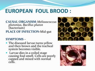Diseases of honey bees ppt | PPTX
