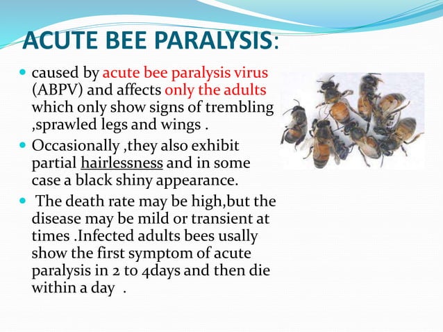 Diseases of honey bees ppt | PPTX