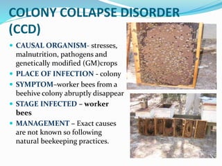 Diseases of honey bees ppt | PPTX