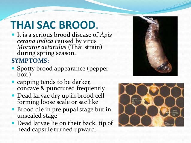 Diseases of honey bees ppt