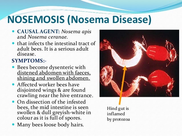Diseases of honey bees ppt
