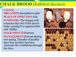Diseases of honey bees | PPTX