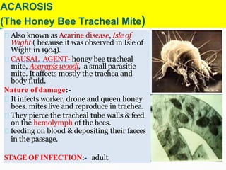 Diseases of honey bees | PPTX