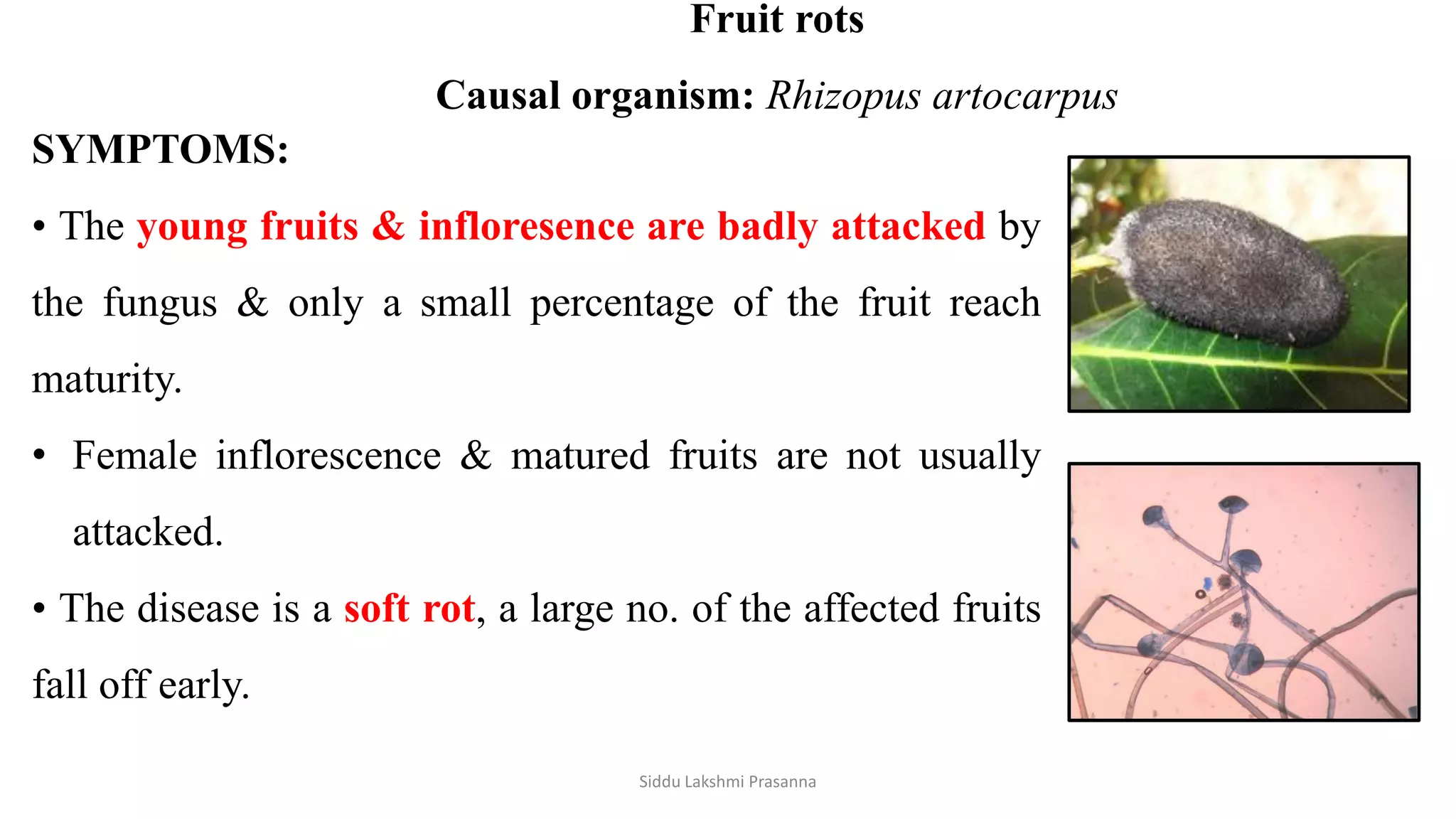 Diseases of Jackfruit.pdf