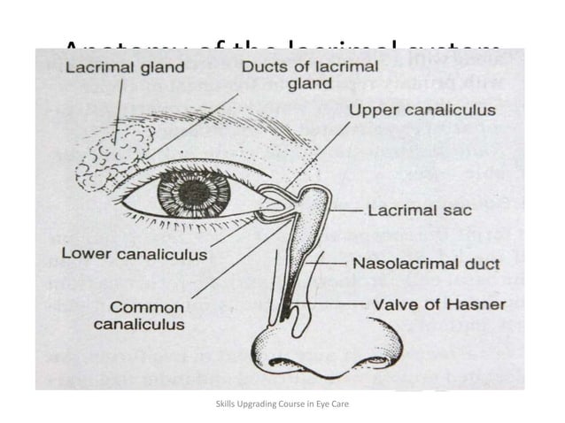 DISEASES OF LACRIMAL SYSTEM JKUAT.pptx | Free Download